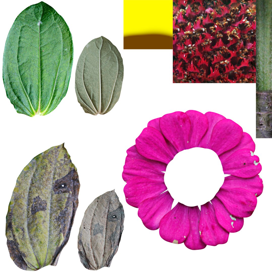 Zinnia Flower Model - TurboSquid 1311758
