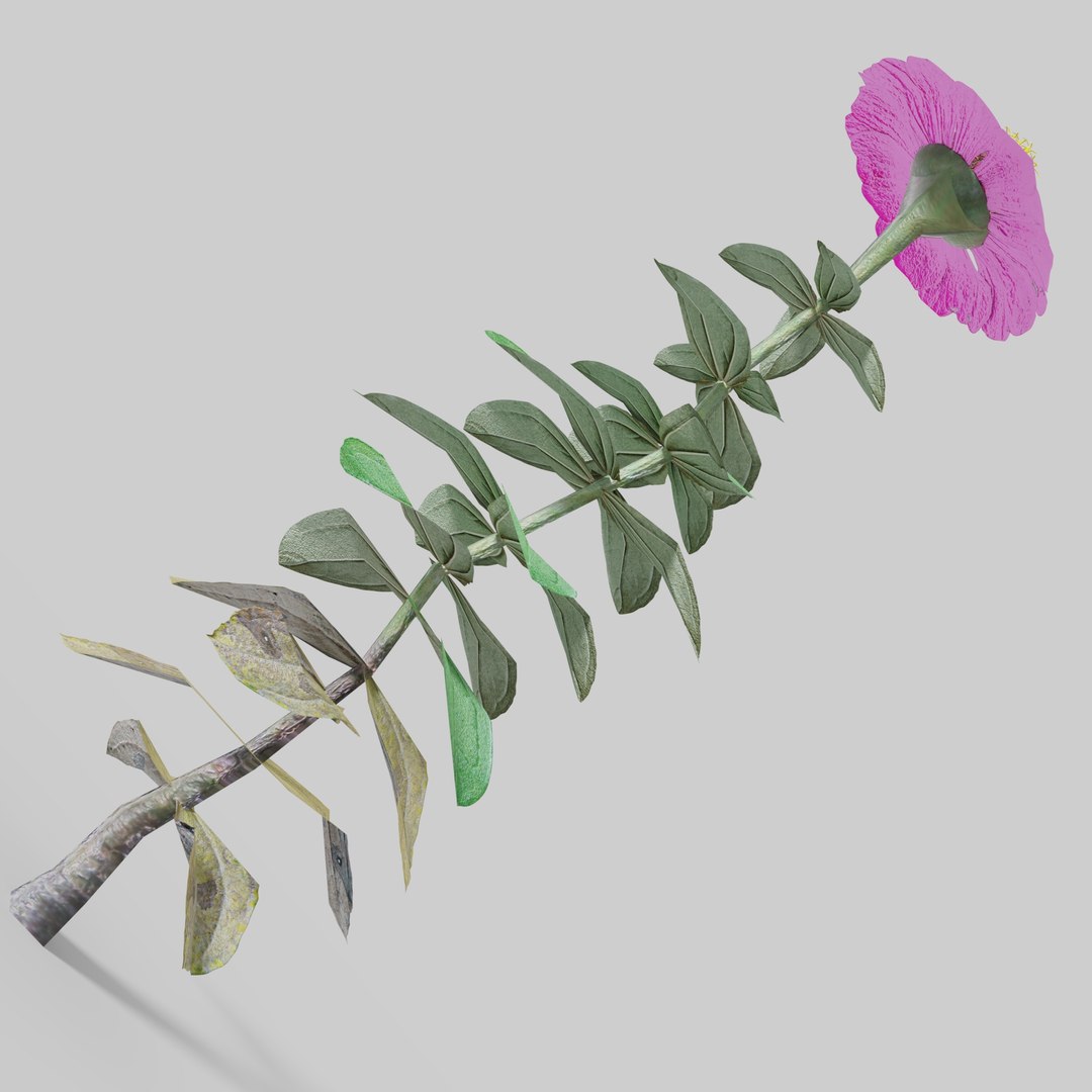 Zinnia Flower Model - TurboSquid 1311758