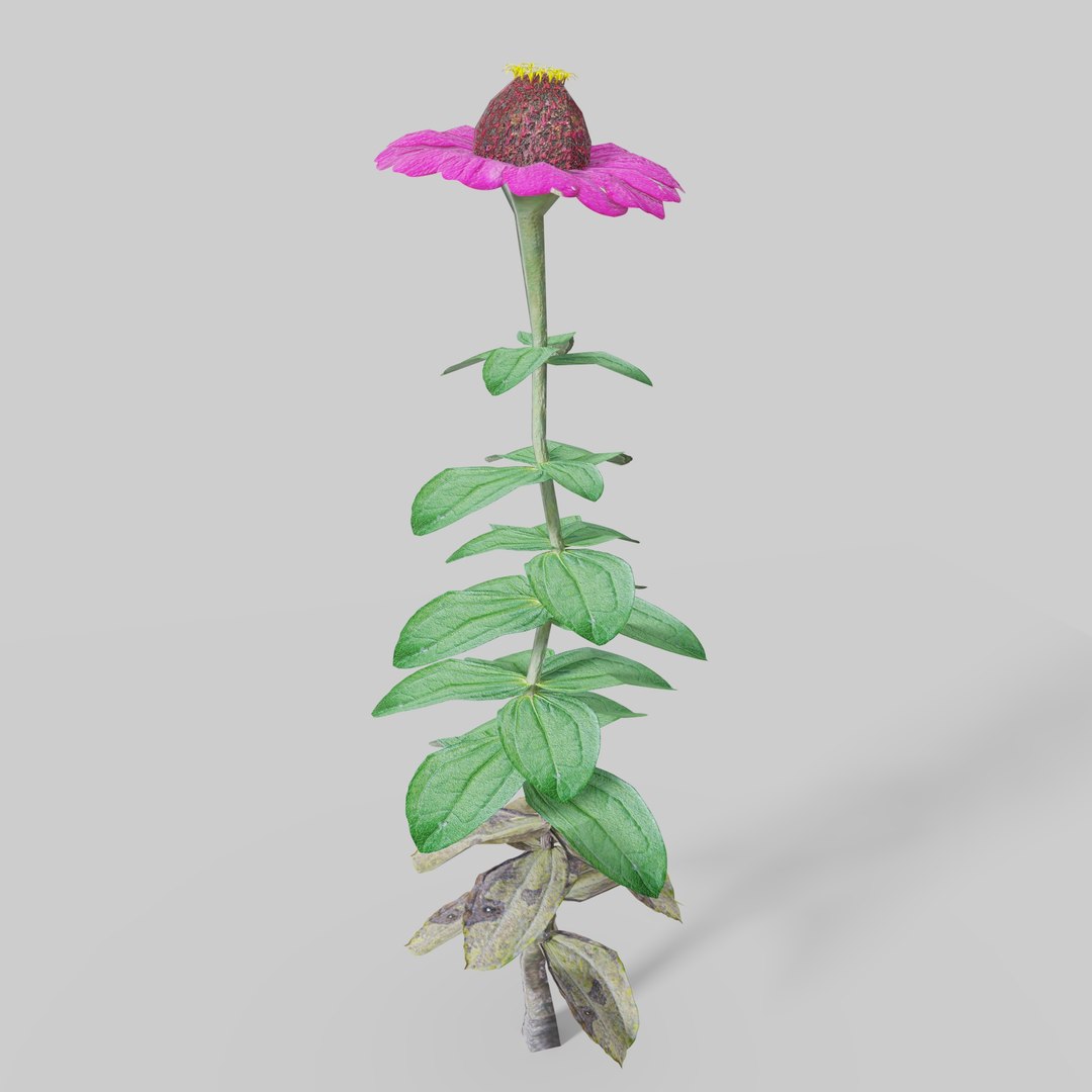 Zinnia Flower Model - TurboSquid 1311758