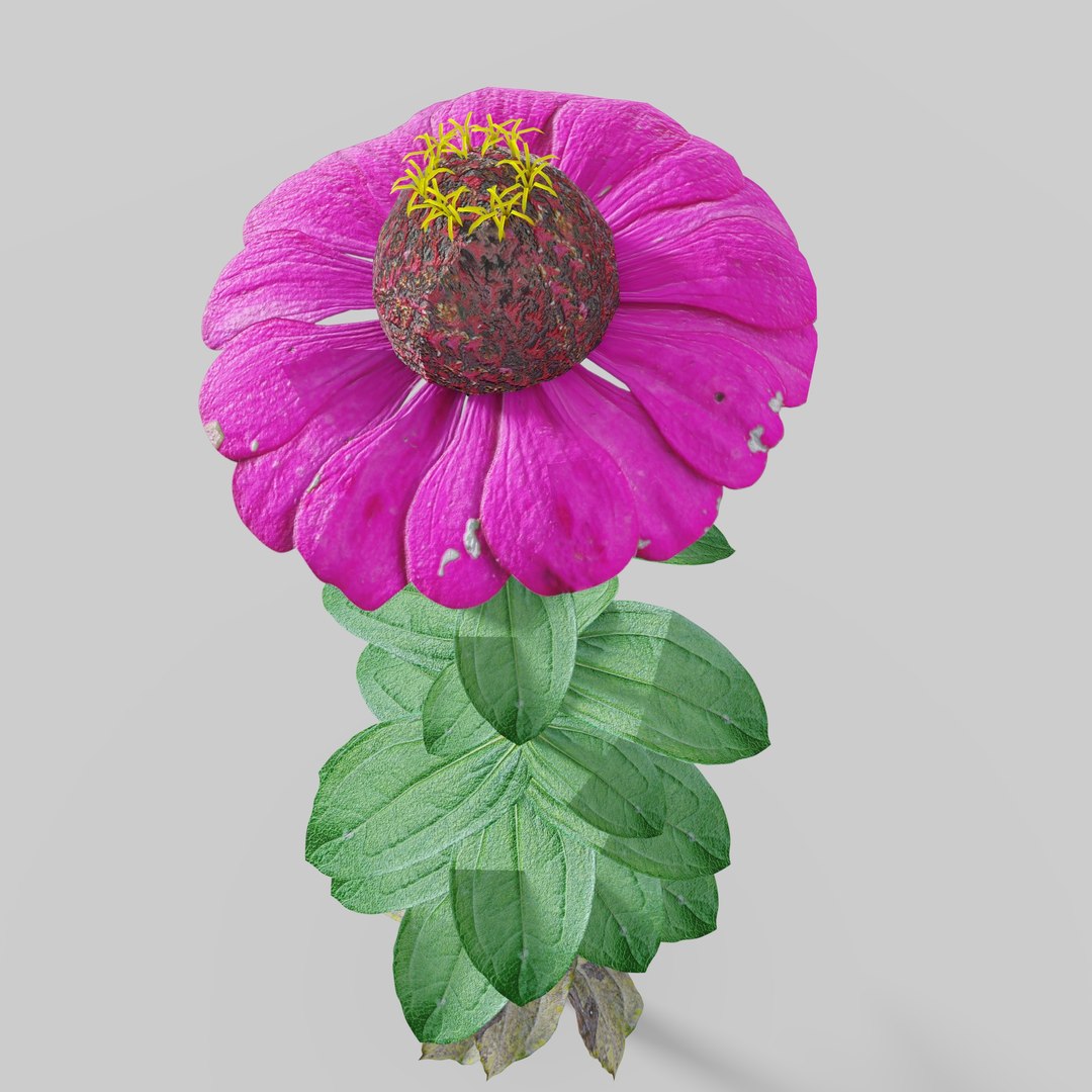 Zinnia Flower Model - TurboSquid 1311758