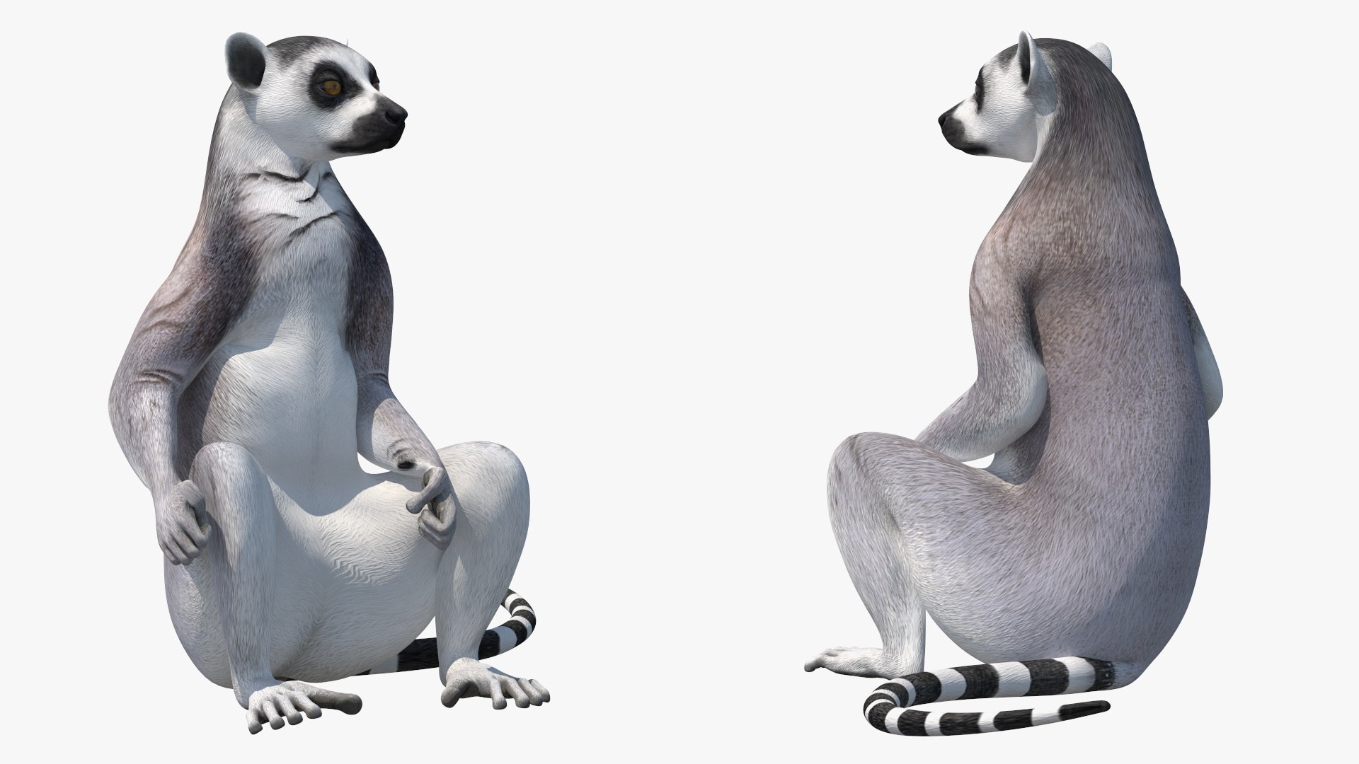 Lemur Catta Sitting Straight 3D Model - TurboSquid 2197050