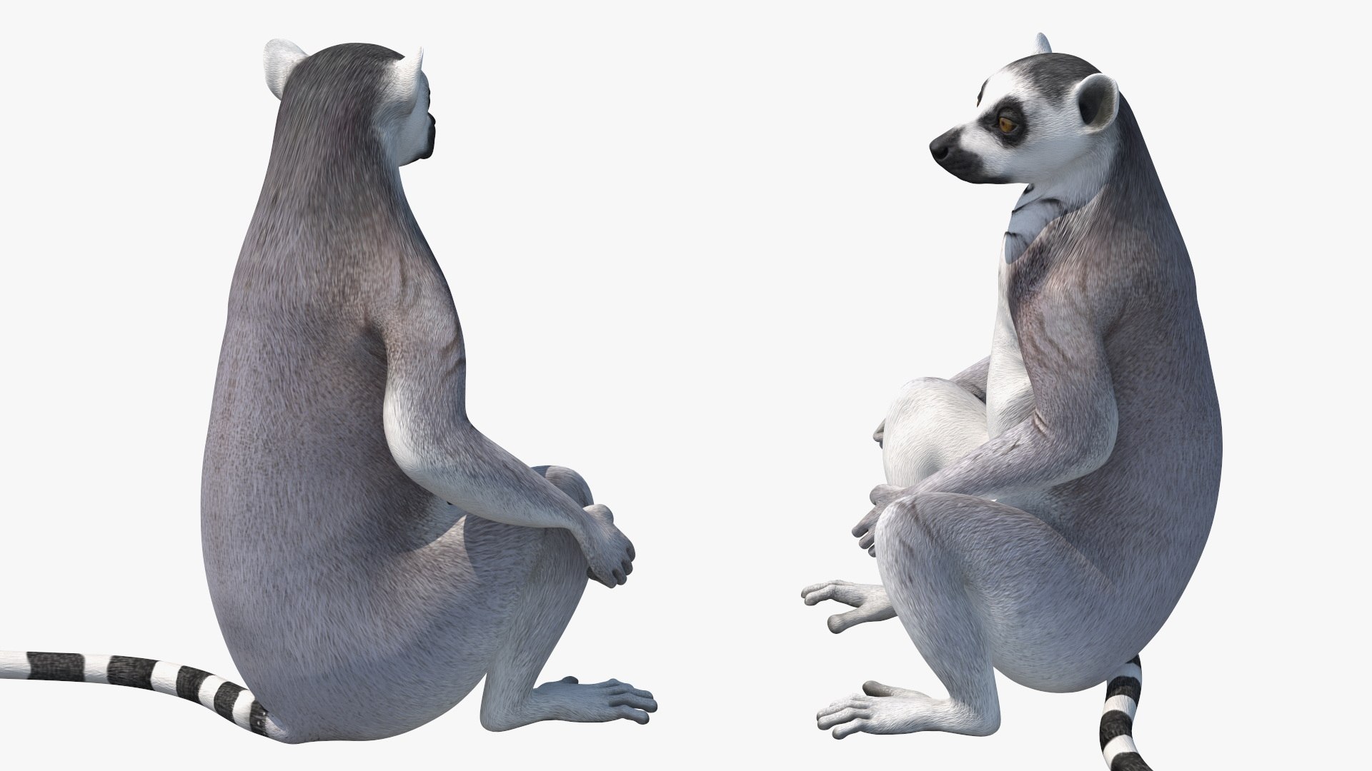 Lemur Catta Sitting Straight 3D Model - TurboSquid 2197050