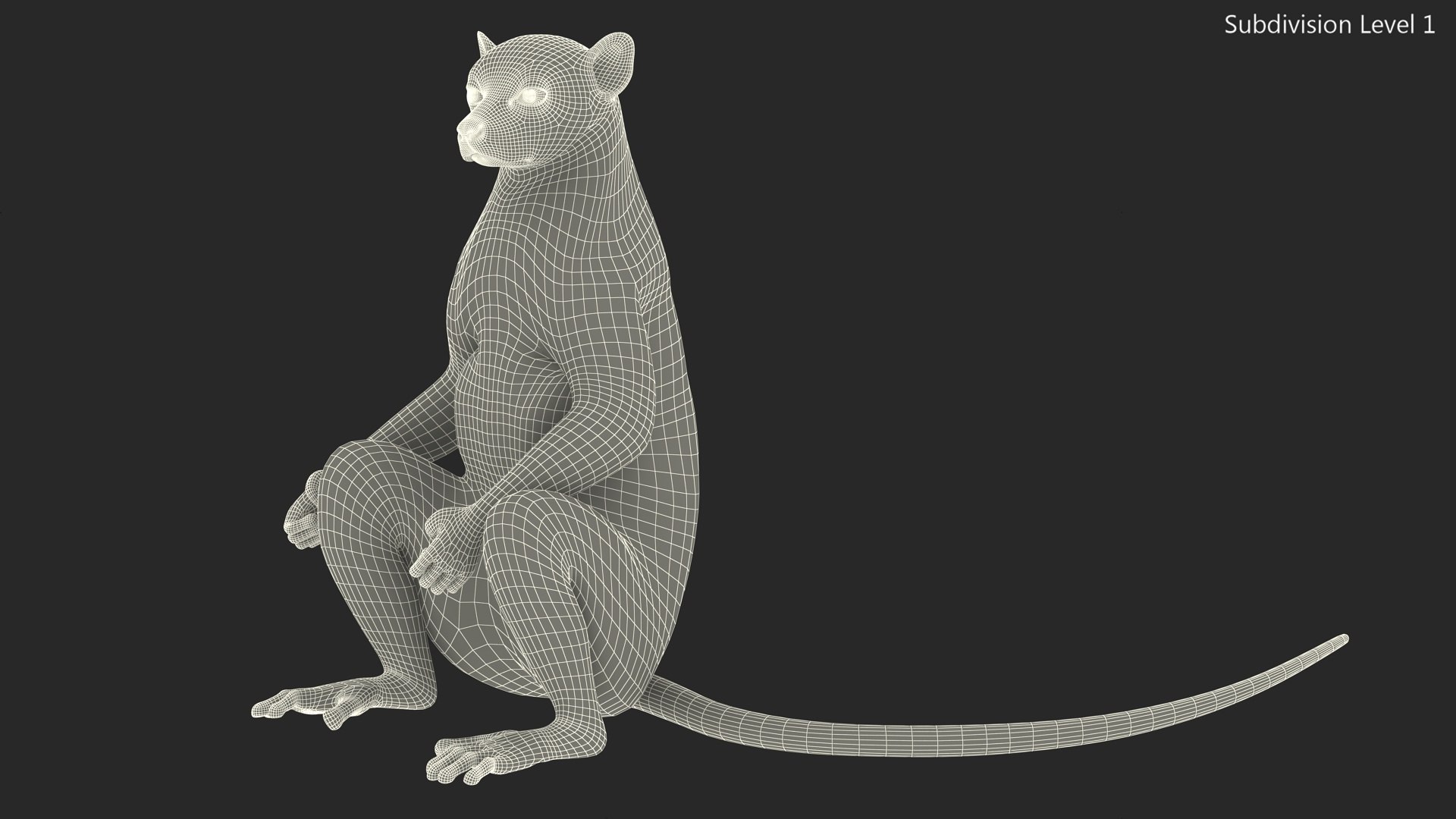 Lemur Catta Sitting Straight 3D Model - TurboSquid 2197050