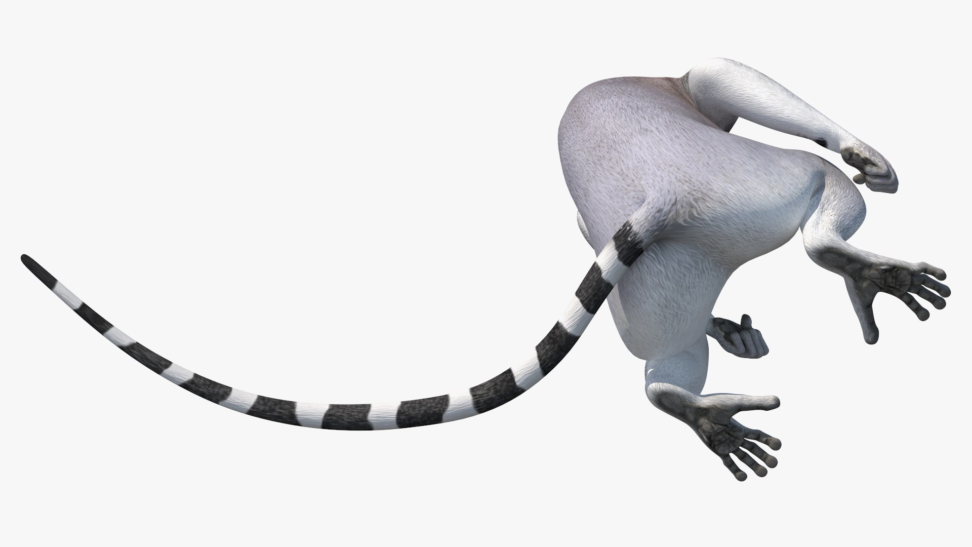 Lemur Catta Sitting Straight 3D Model - TurboSquid 2197050