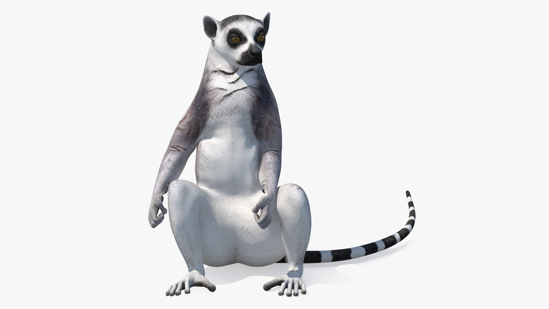 Lemur Catta Sitting Straight 3D Model - TurboSquid 2197050