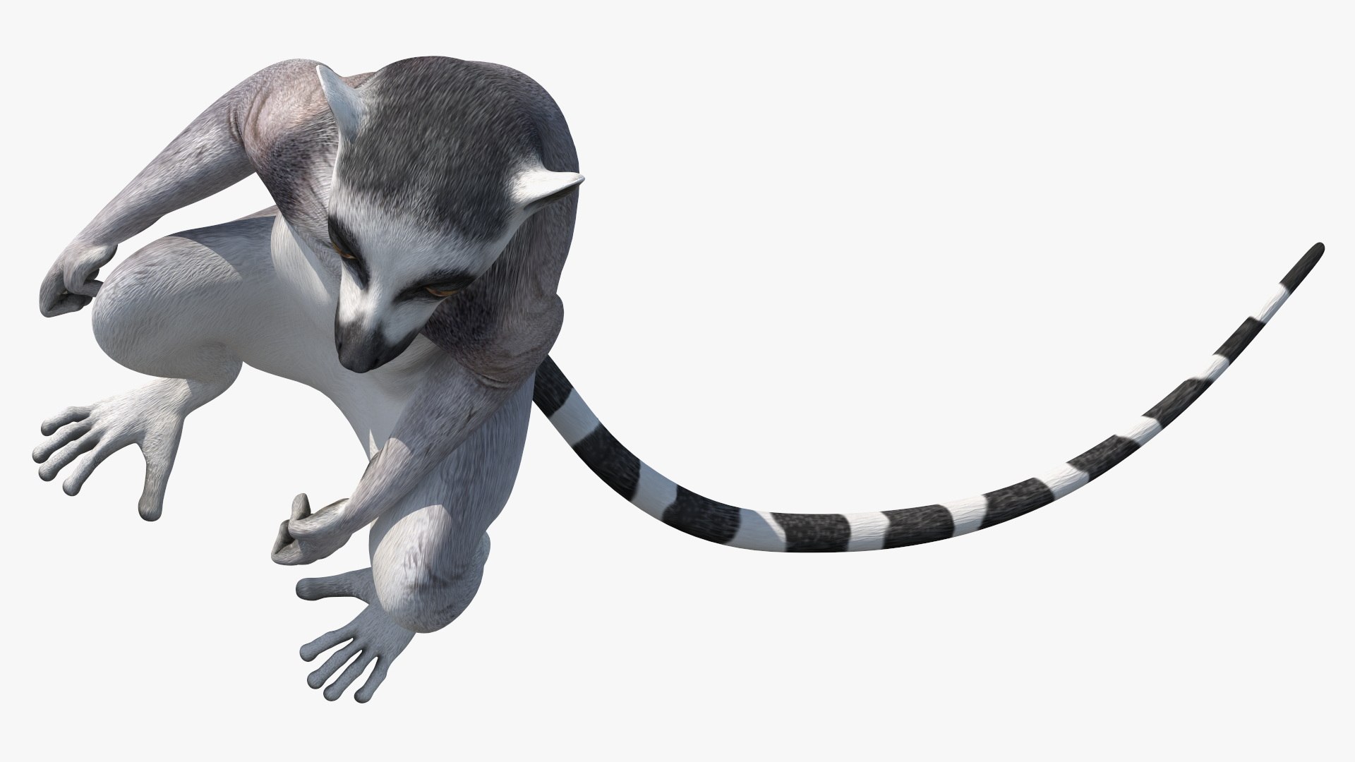 Lemur Catta Sitting Straight 3D Model - TurboSquid 2197050