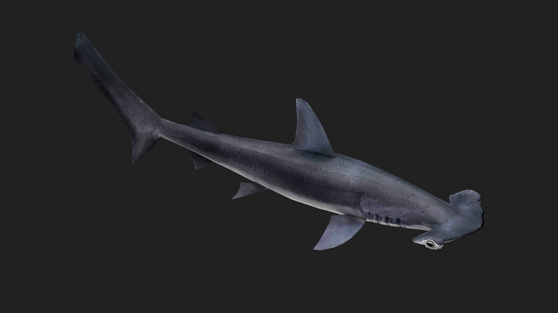 Shark 3D - TurboSquid 2122587