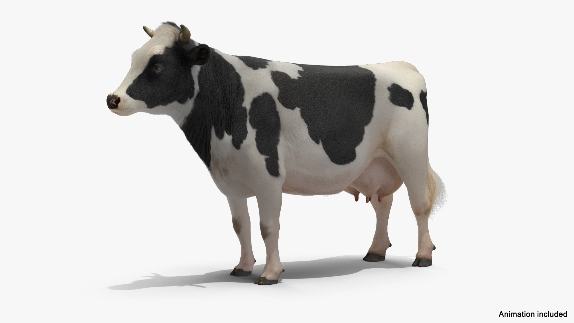 animation cow