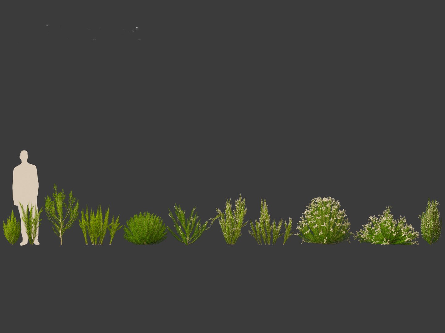 Erica Arborea - Tree Heath 3D Model - TurboSquid 2140589