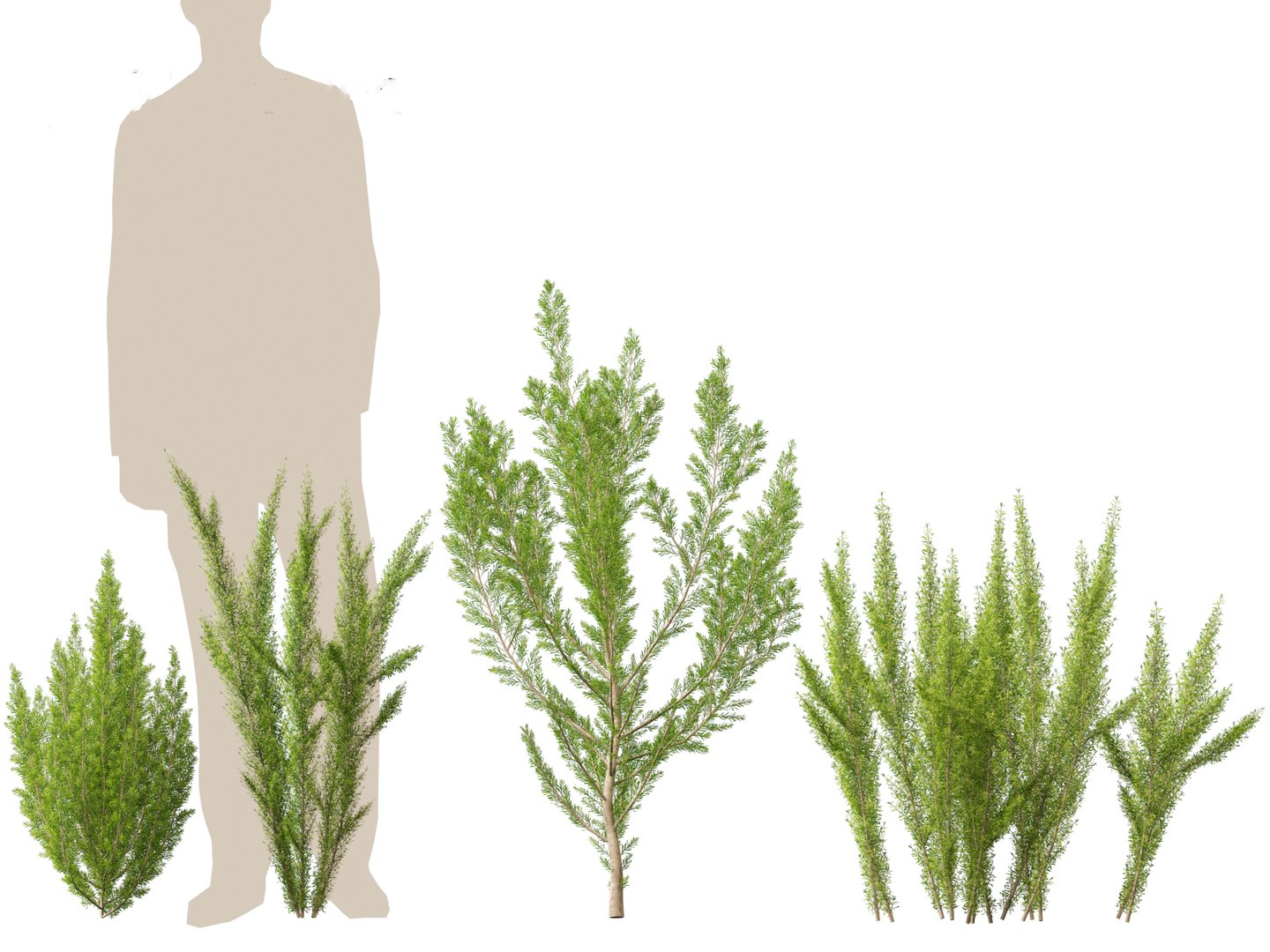 Erica Arborea - Tree Heath 3D Model - TurboSquid 2140589