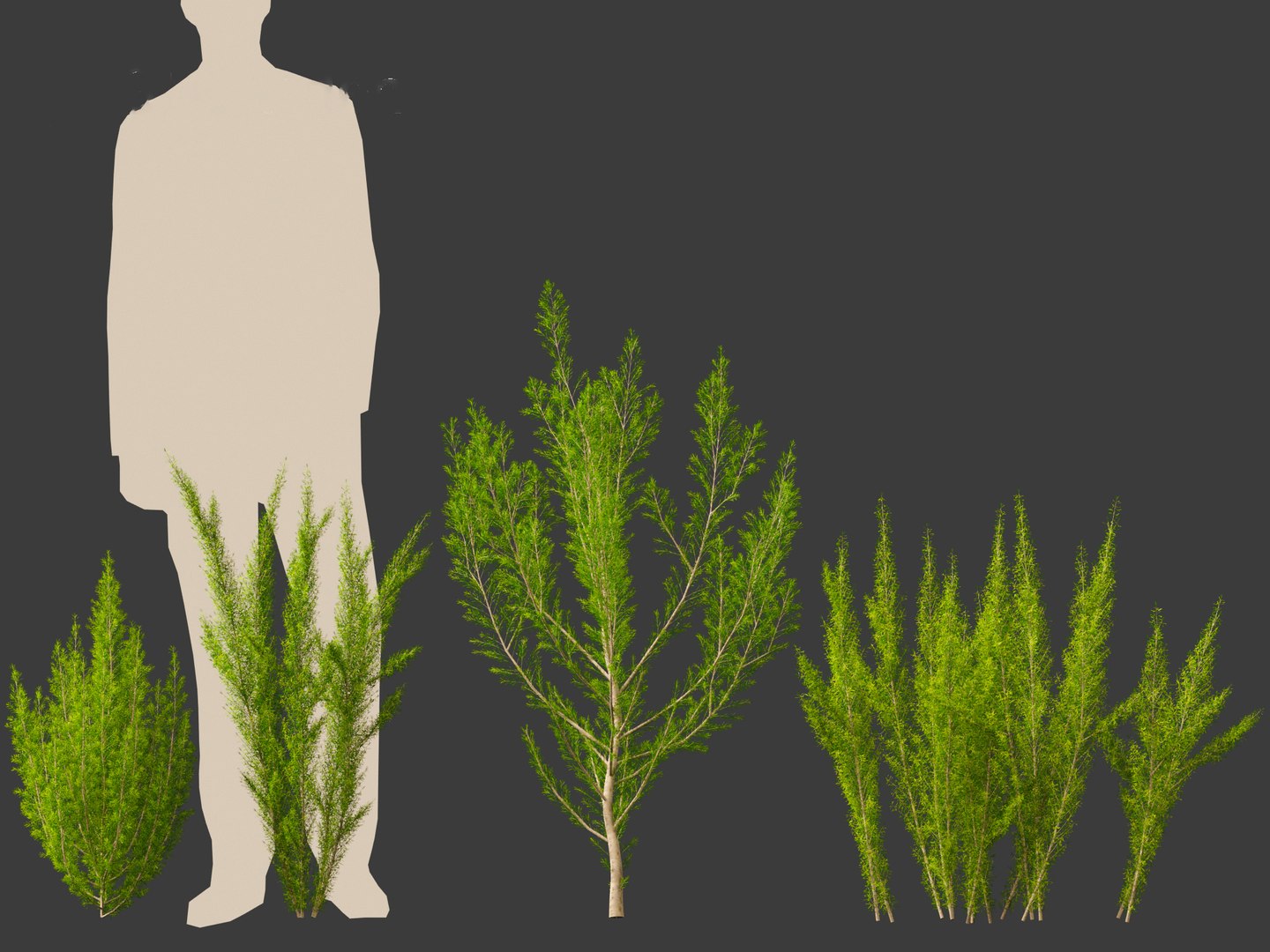 Erica Arborea - Tree Heath 3D Model - TurboSquid 2140589