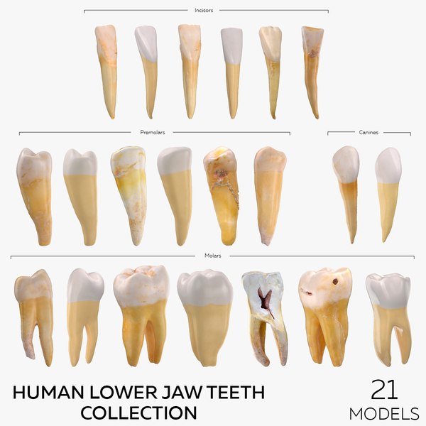 3d human teeth model