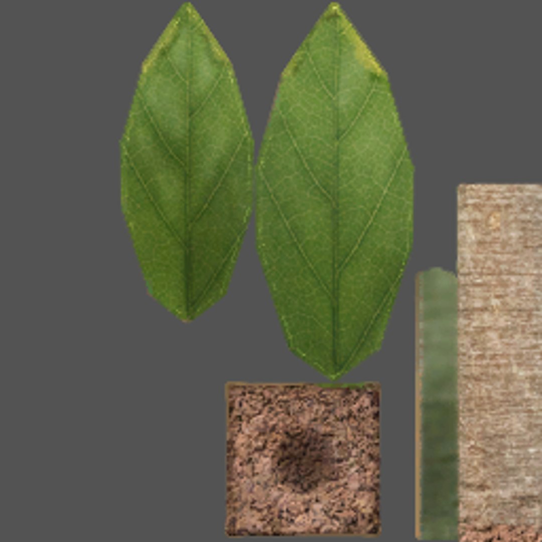 Tropical Leaves Tree 3D model - TurboSquid 1735126