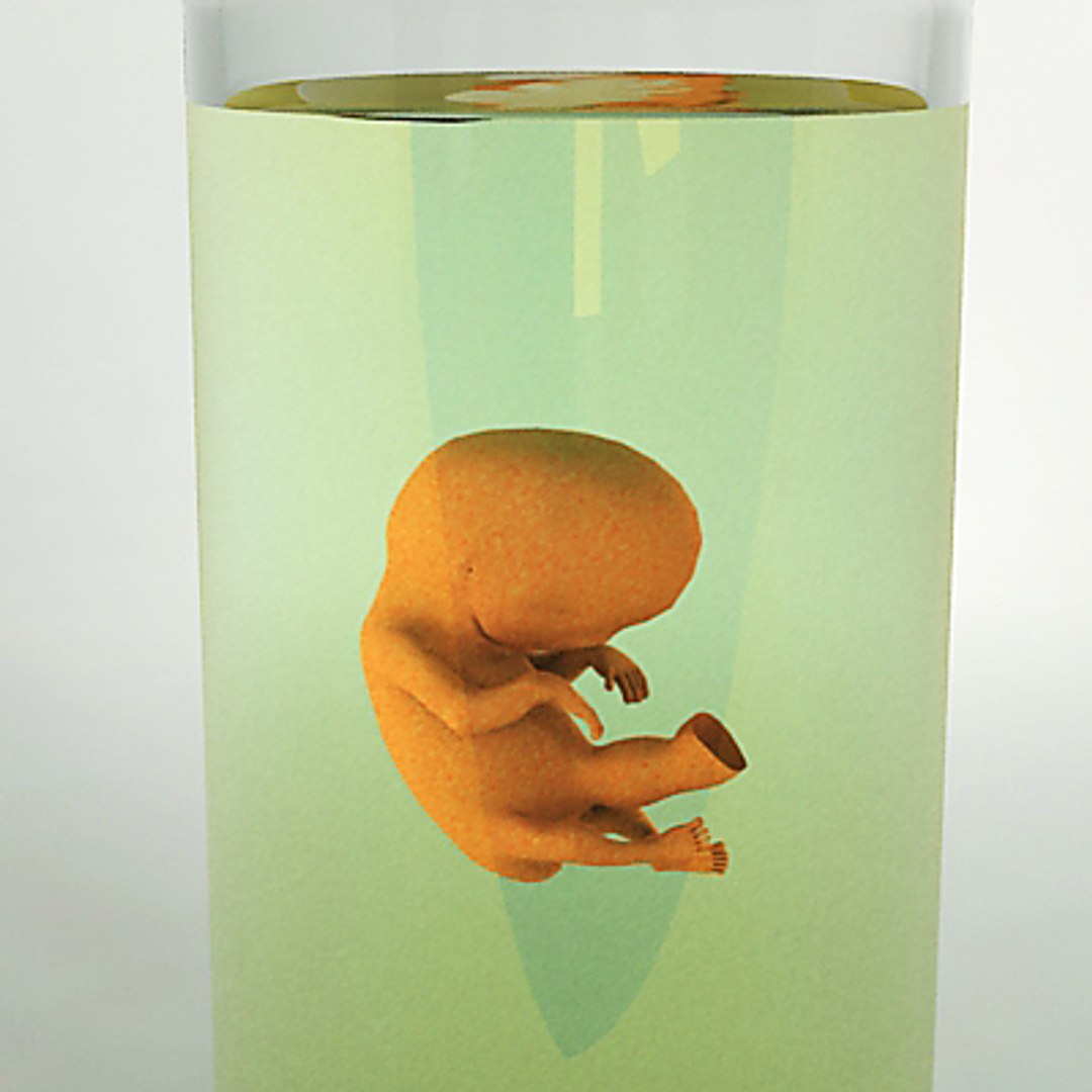 Weeks Human Embryo 3d Model