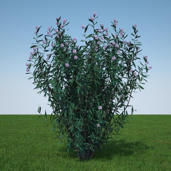 3D Oleander Models | TurboSquid