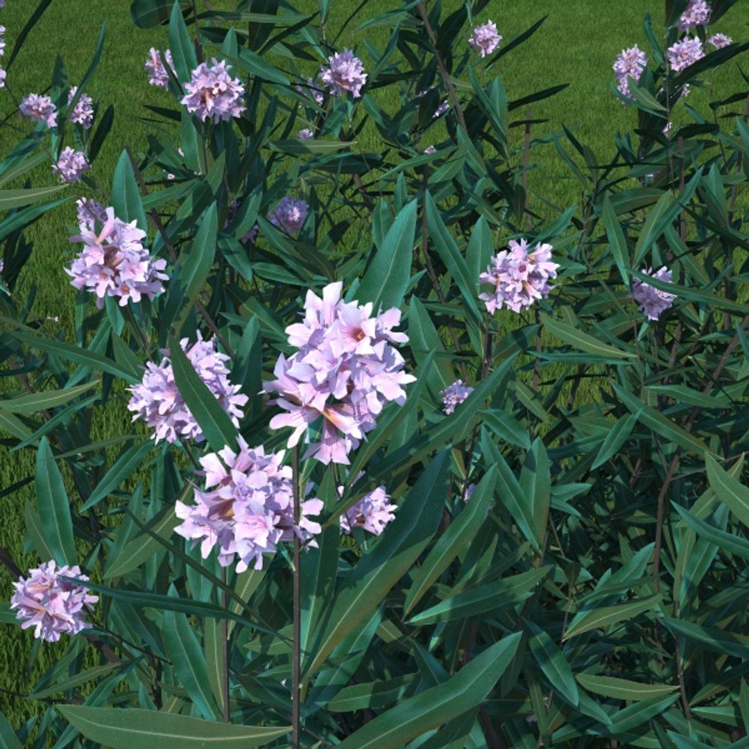 plant flowers obj