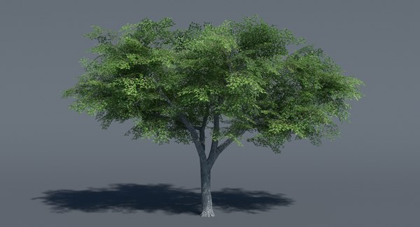3ds max tree set polys
