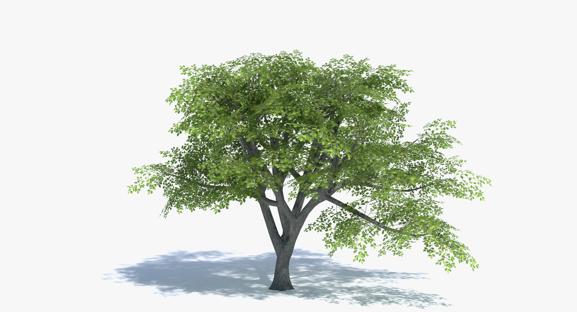 3ds max tree set polys