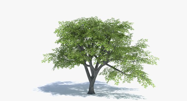 3ds max tree set polys
