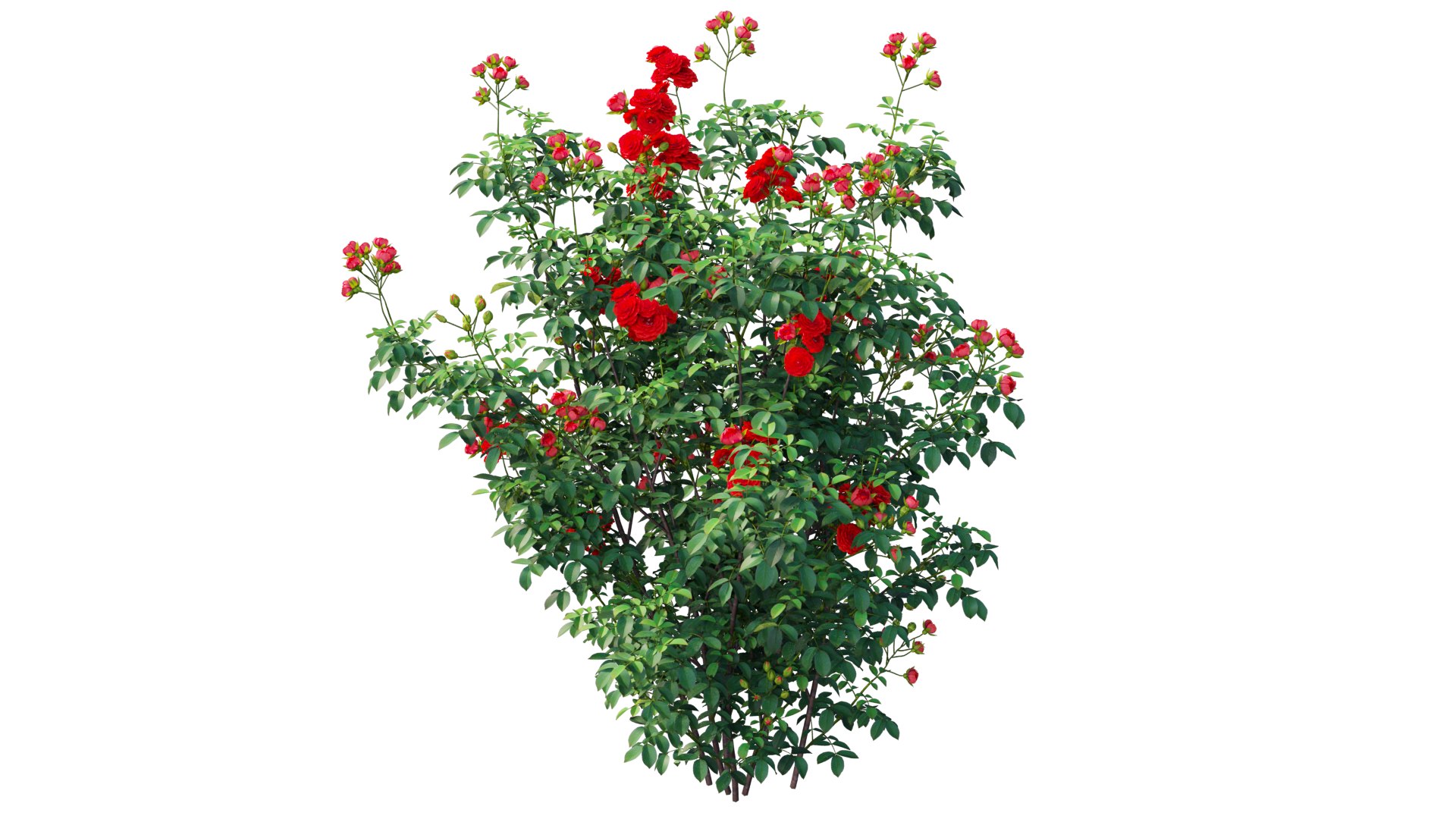 3D Rose Plant Set 62 Model - TurboSquid 1732867