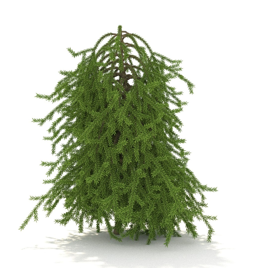 3D Picea Omorika Pendula Model - TurboSquid 1275470