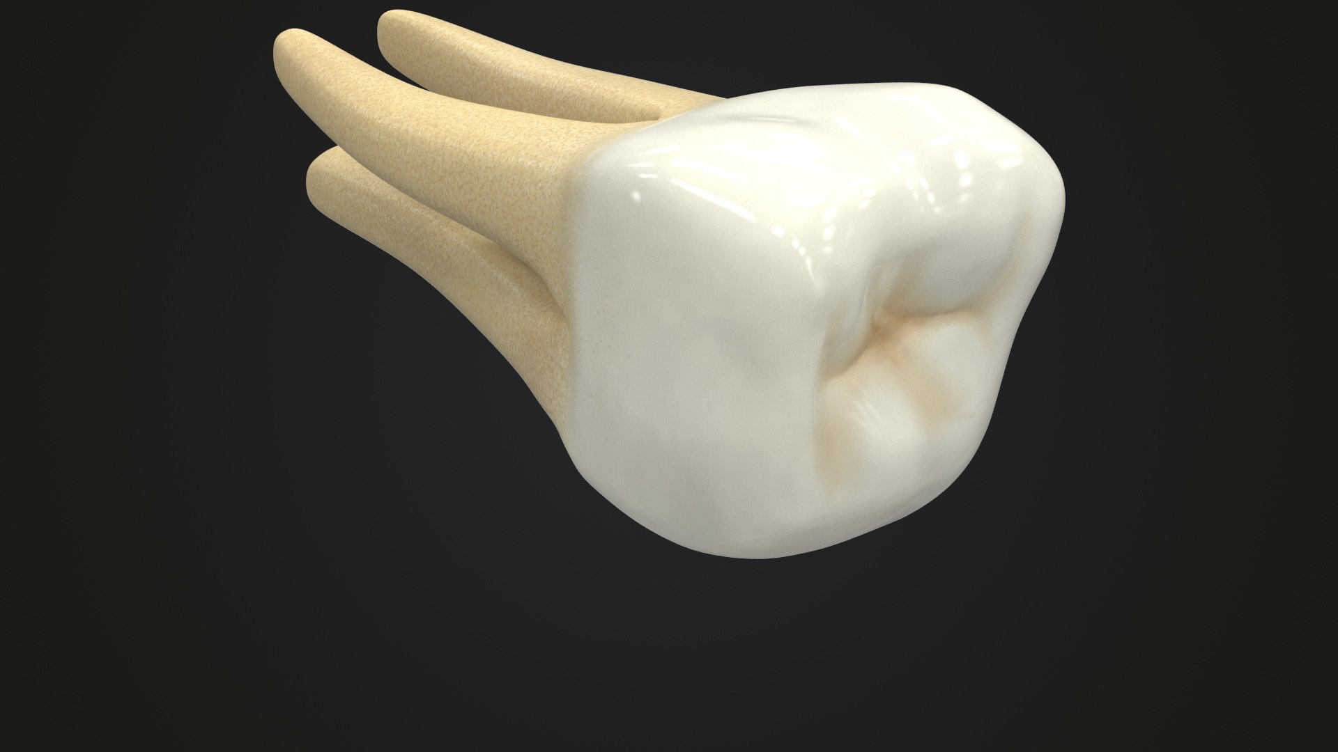 Human teeth upper second 3D model - TurboSquid 1520989