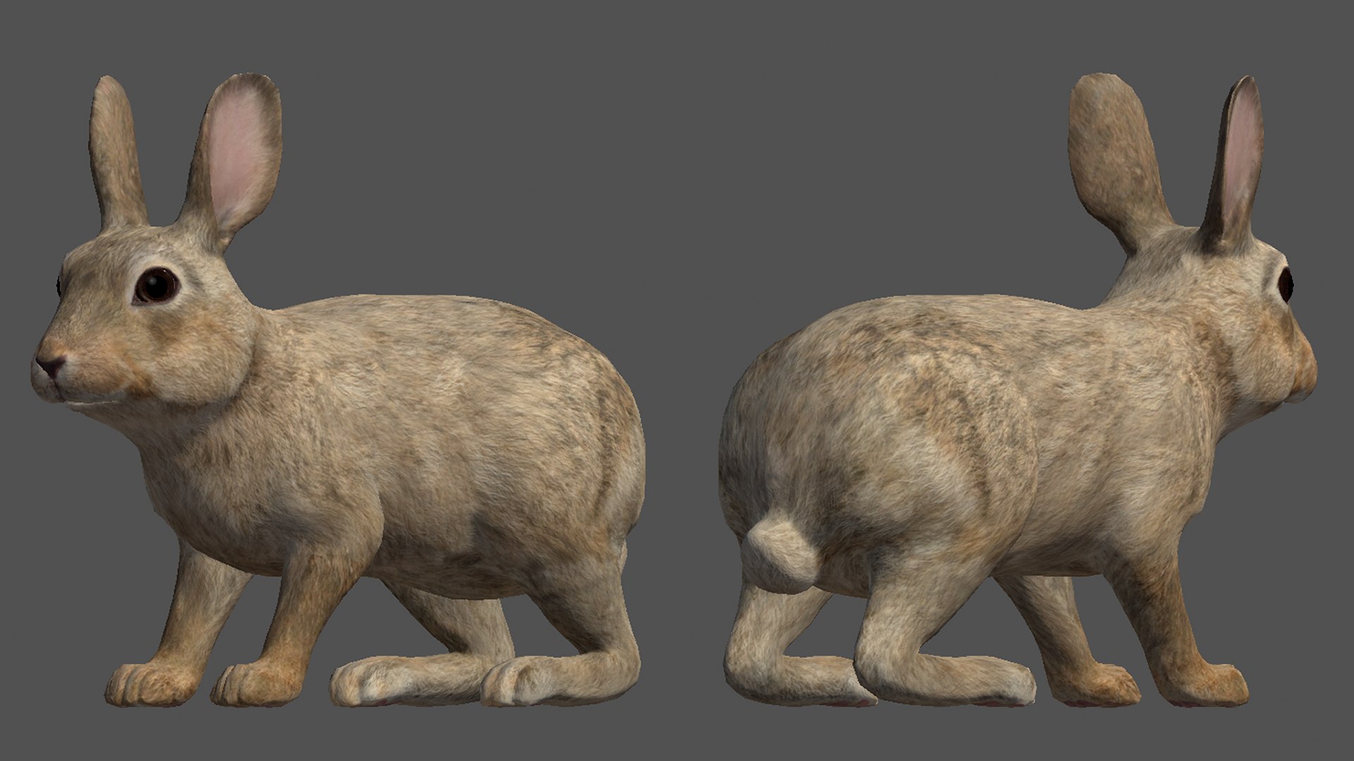 3D Rabbit Model - TurboSquid 1938405