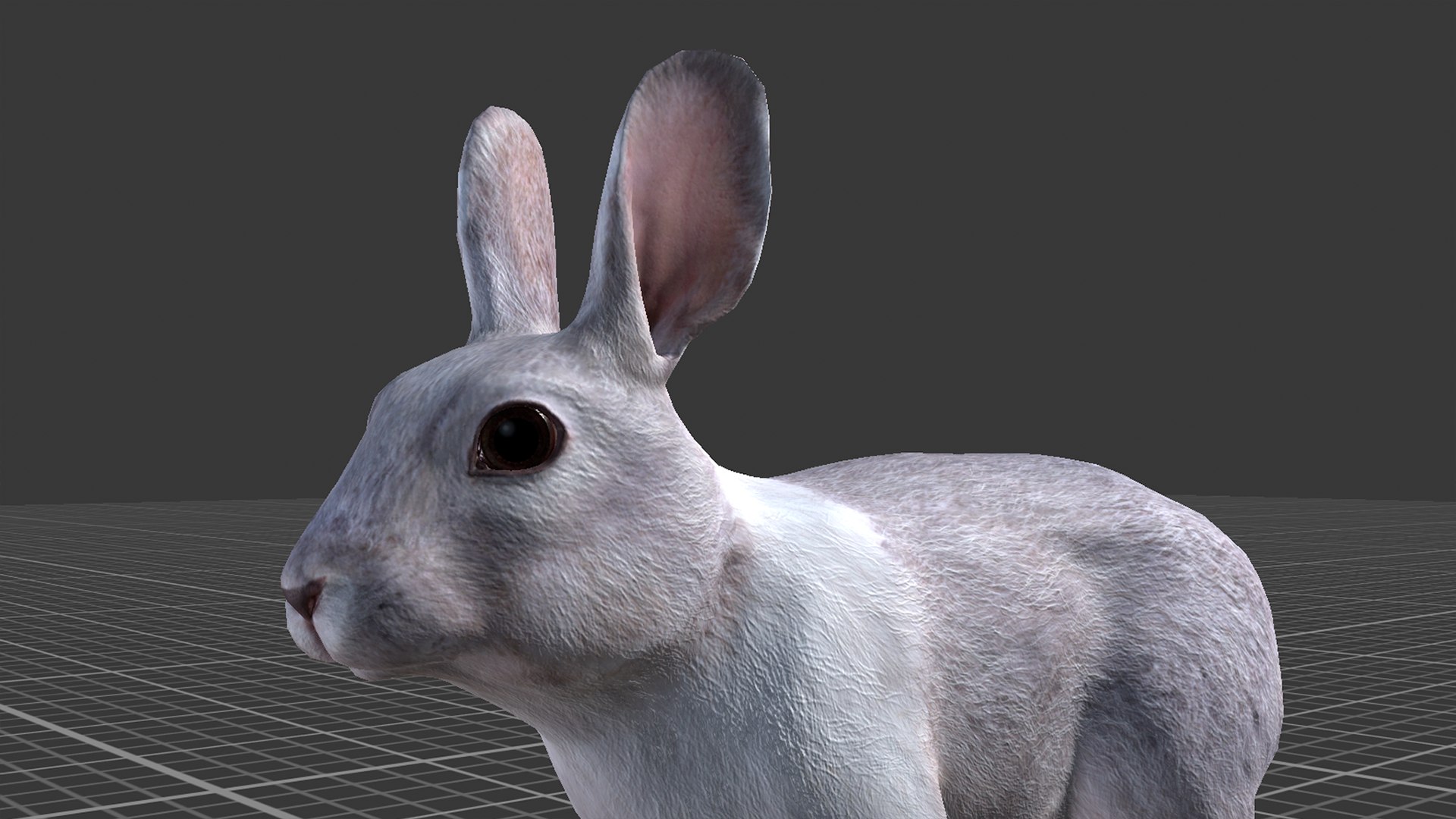3D Rabbit Model - TurboSquid 1938405