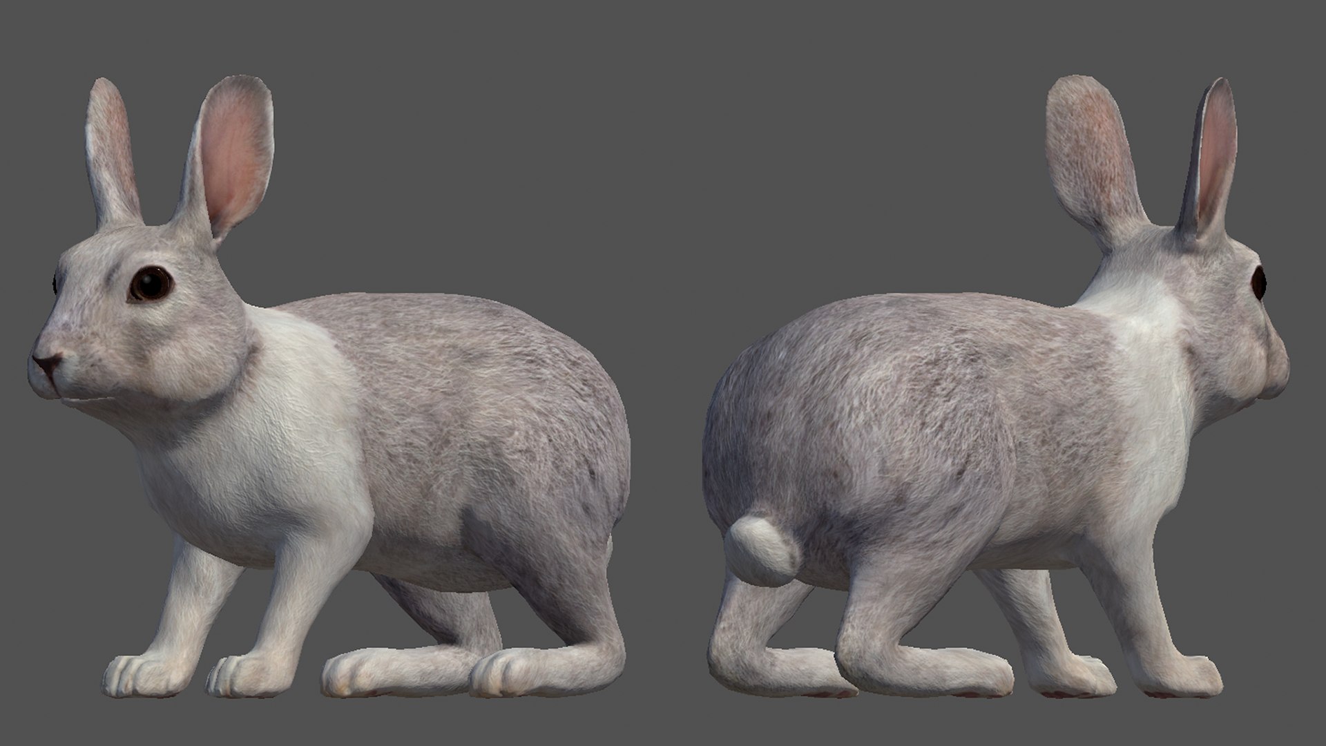 3D Rabbit Model - TurboSquid 1938405