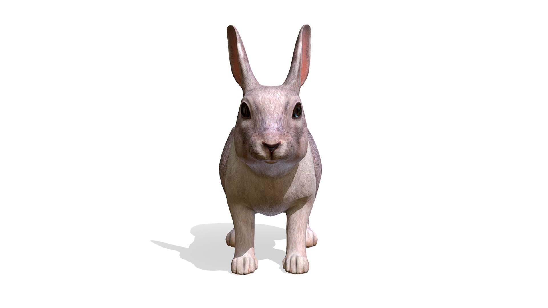 3D Rabbit Model - TurboSquid 1938405