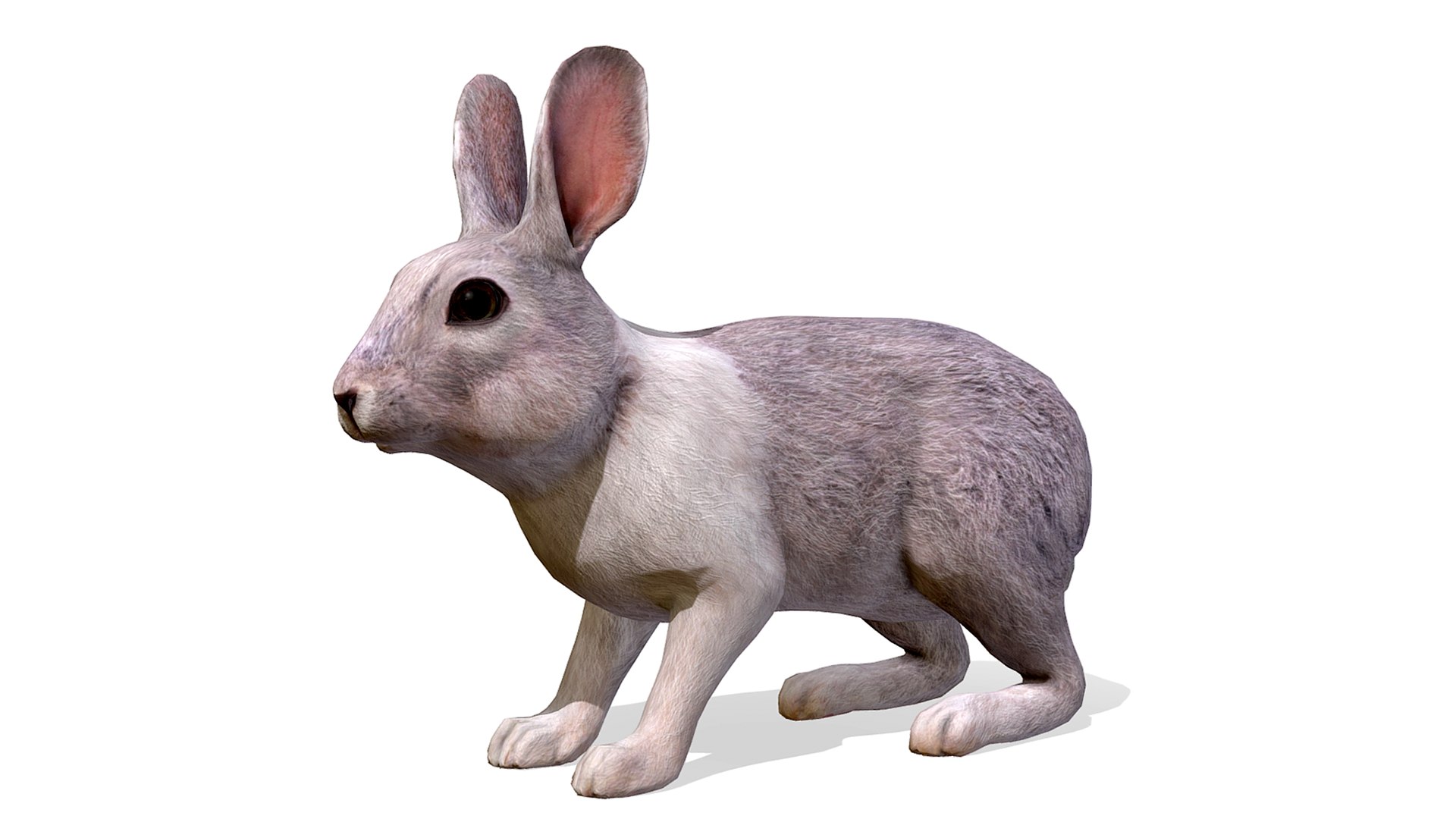 3D Rabbit Model - TurboSquid 1938405