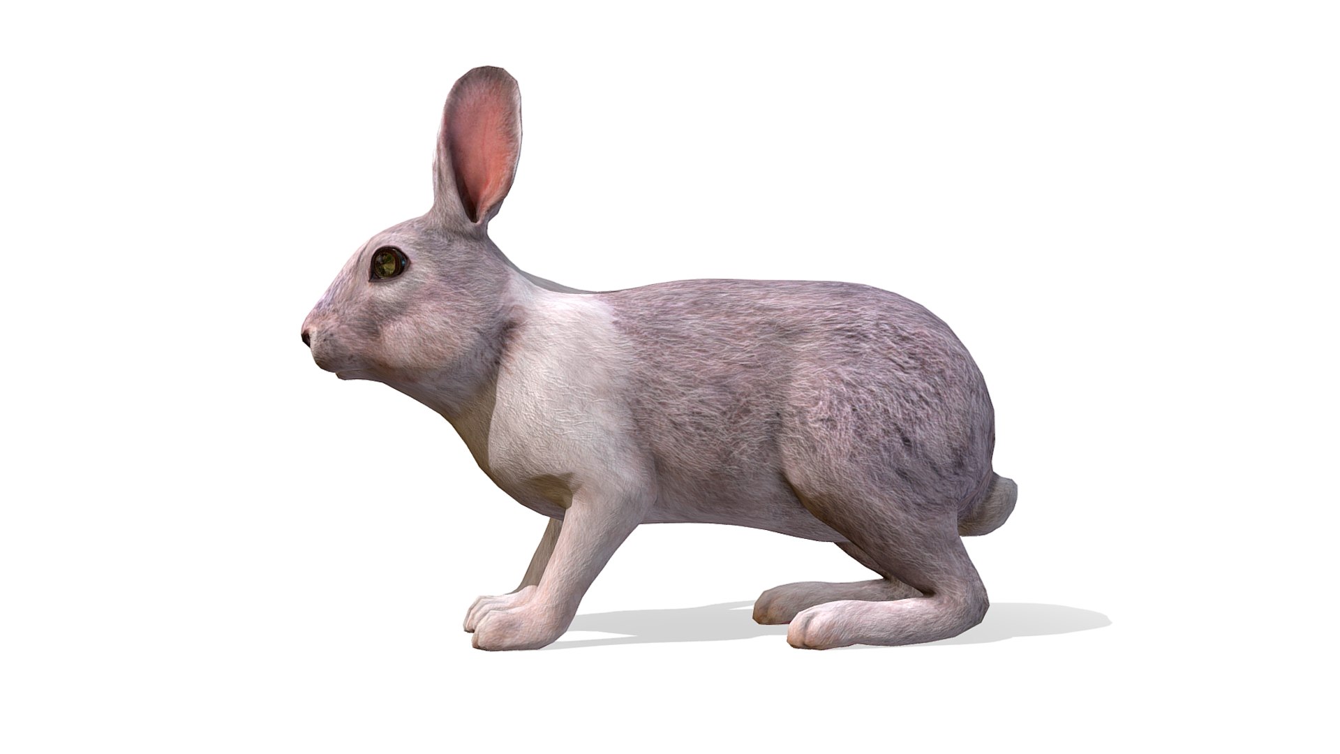3D Rabbit Model - TurboSquid 1938405