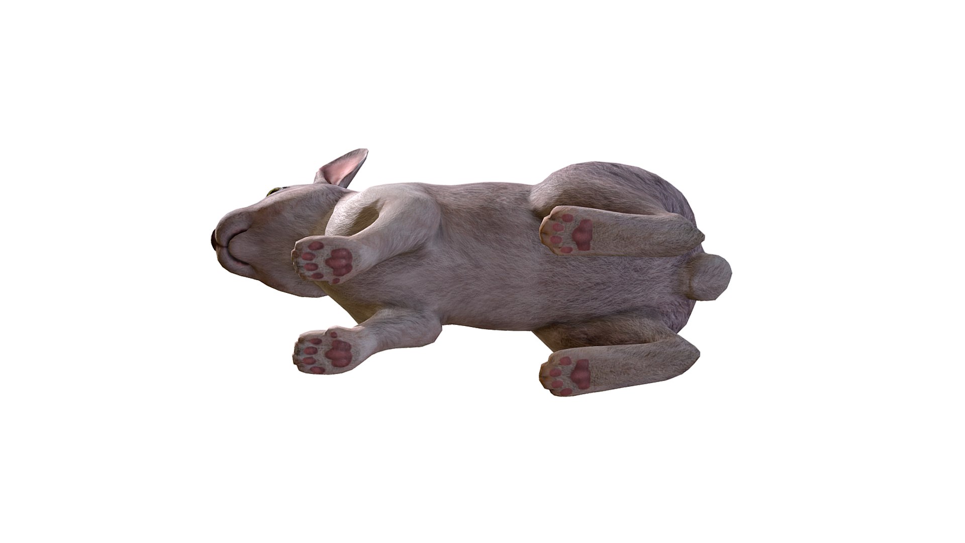 3D Rabbit Model - TurboSquid 1938405