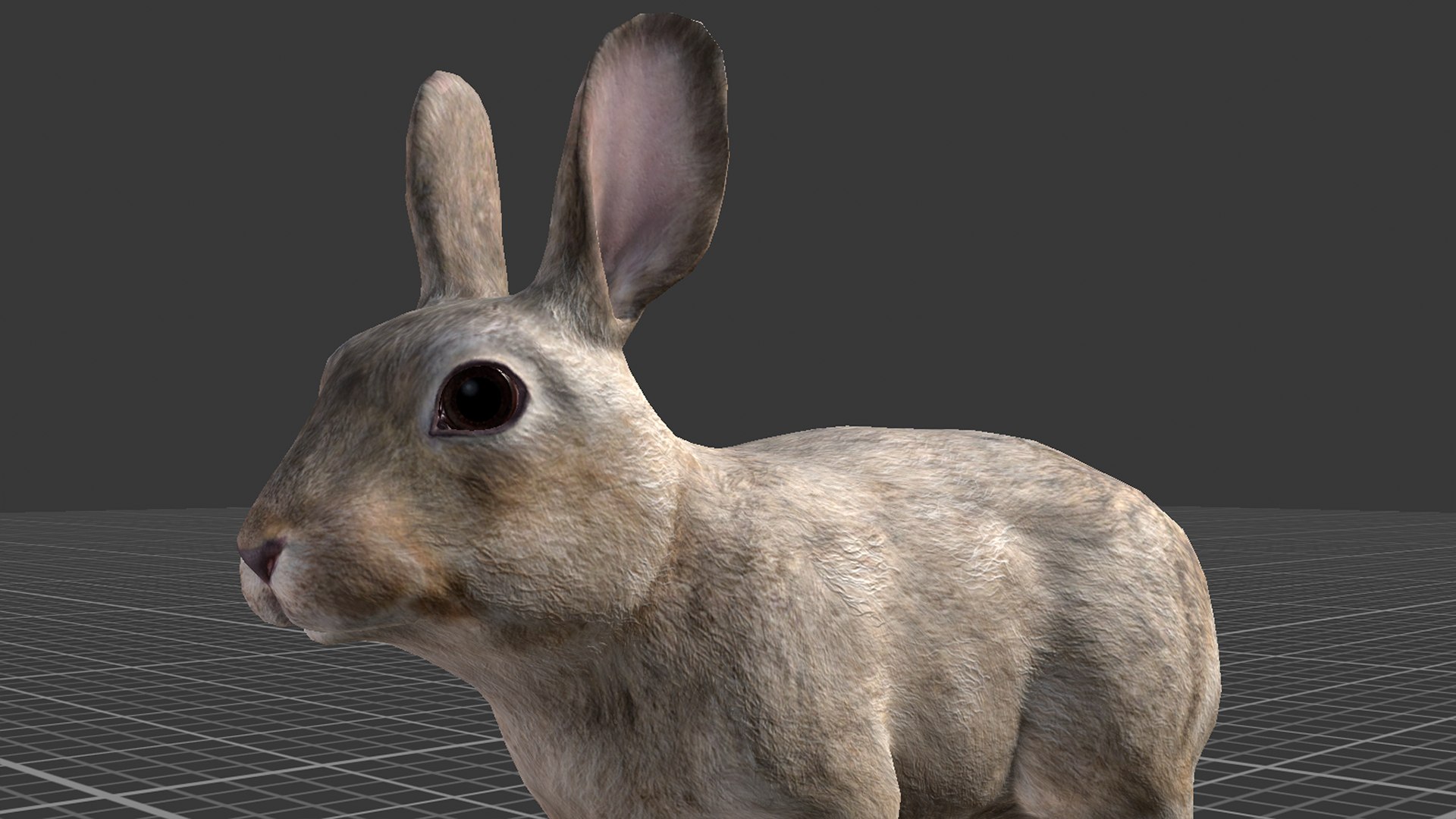 3D Rabbit Model - TurboSquid 1938405
