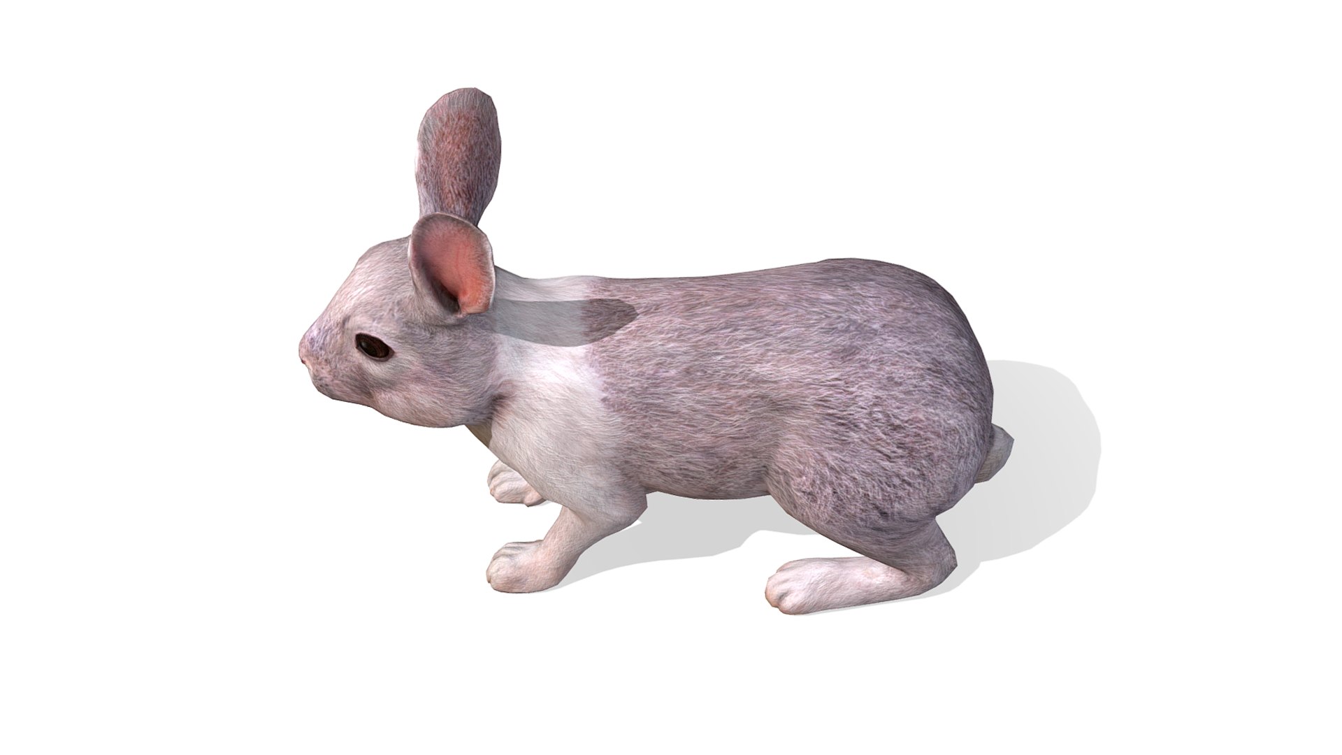 3D Rabbit Model - TurboSquid 1938405