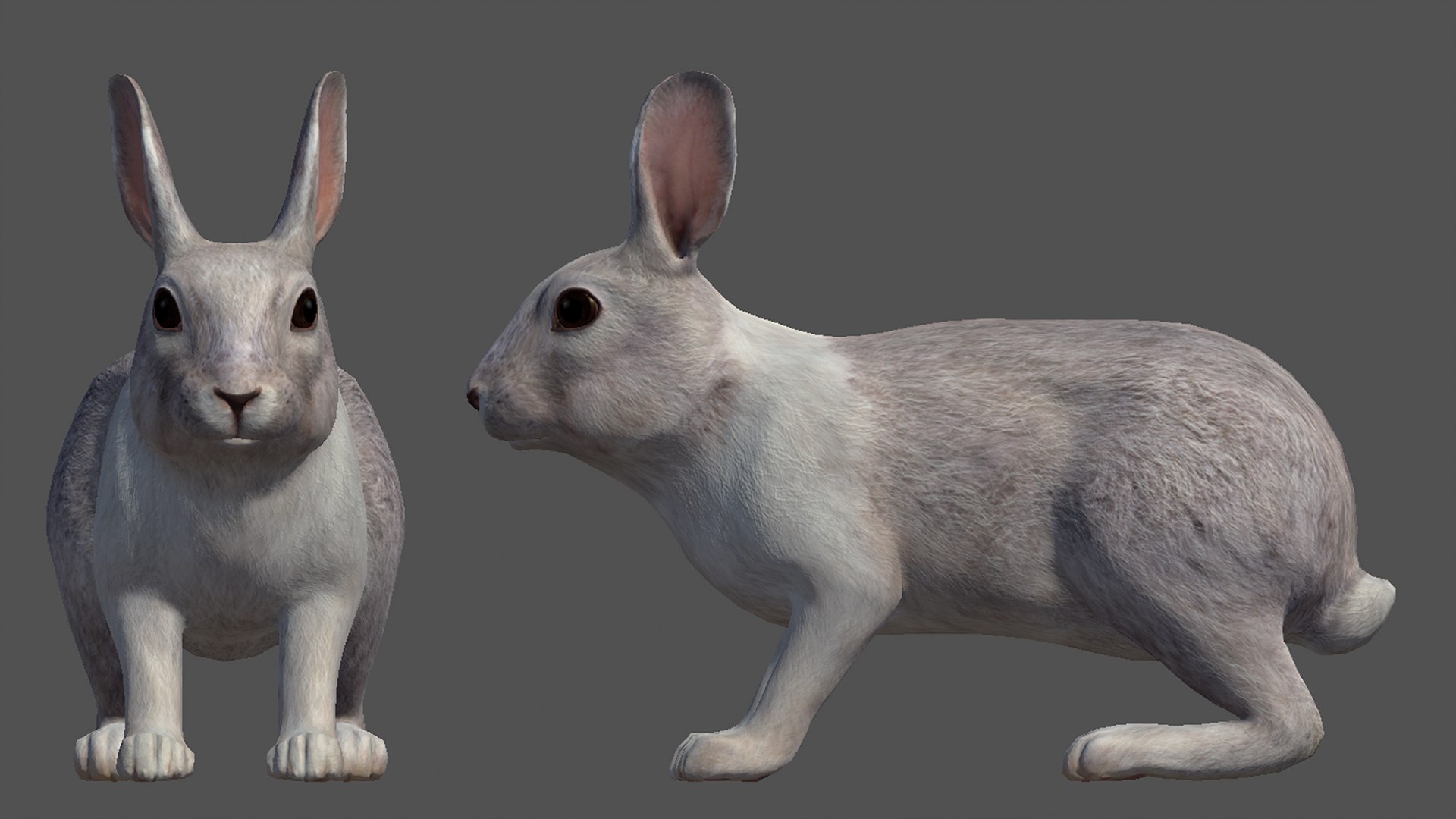 3D Rabbit Model - TurboSquid 1938405