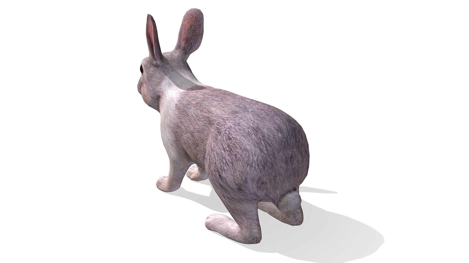 3D Rabbit Model - TurboSquid 1938405