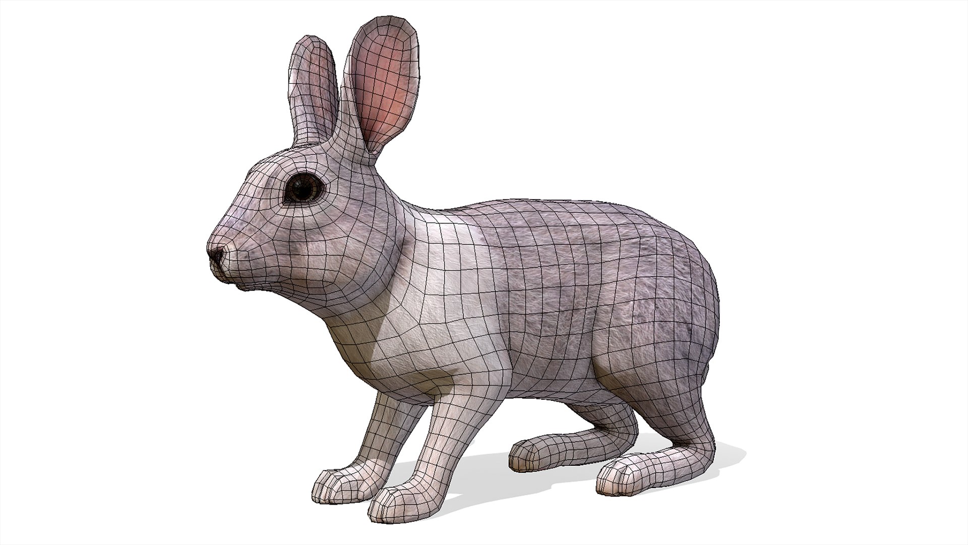 3D Rabbit Model - TurboSquid 1938405
