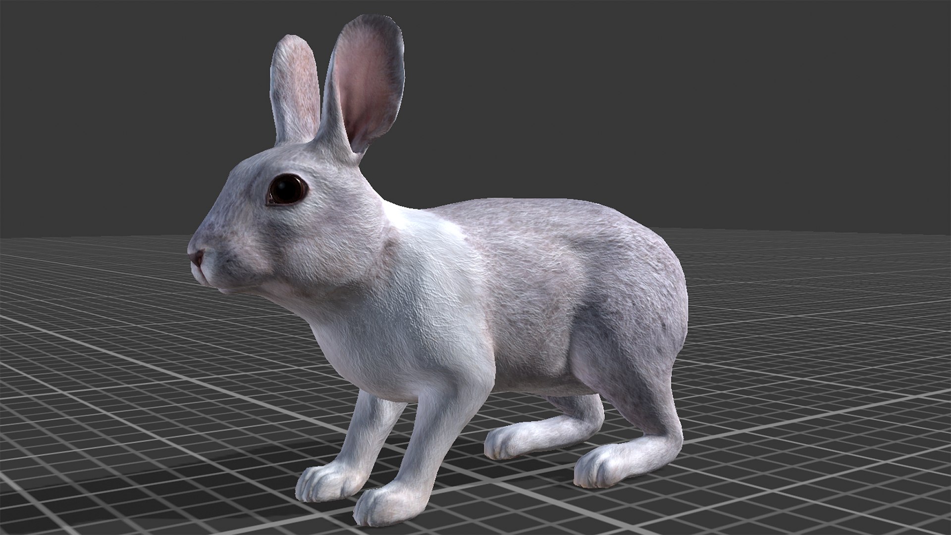 3D Rabbit Model - TurboSquid 1938405