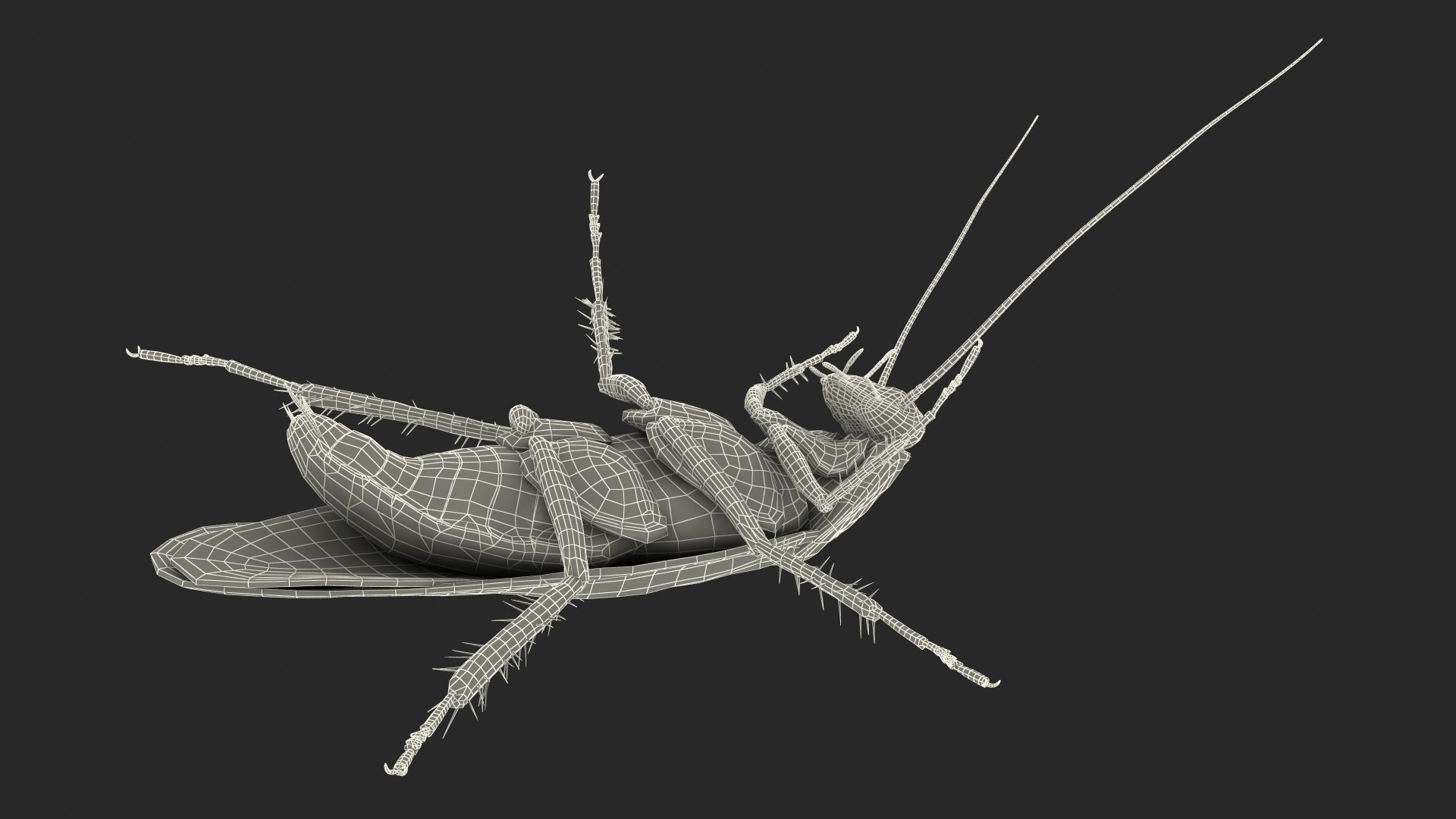 3D Animated Cockroach Upside Down Rigged For Maya - TurboSquid 2106243