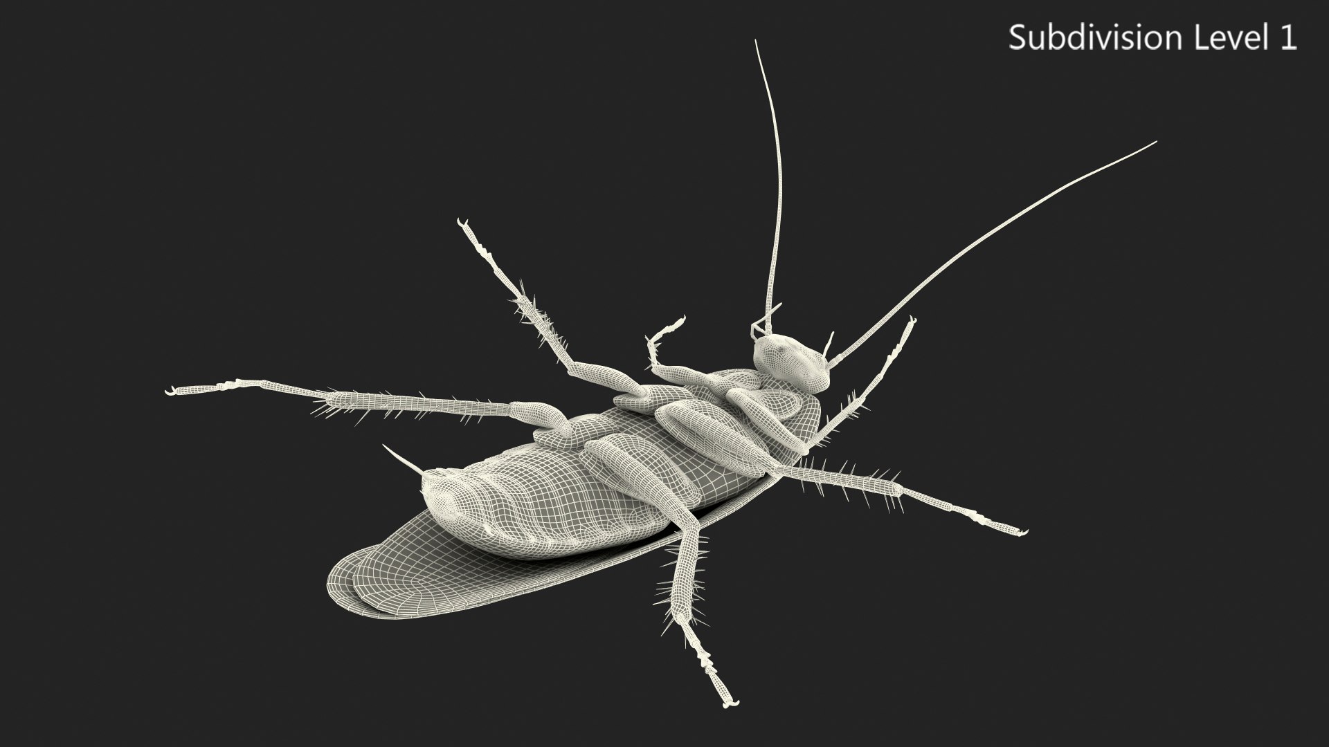 3D Animated Cockroach Upside Down Rigged For Maya - TurboSquid 2106243