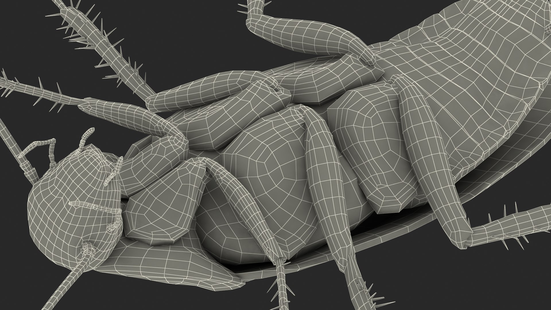 3D Animated Cockroach Upside Down Rigged For Maya - TurboSquid 2106243