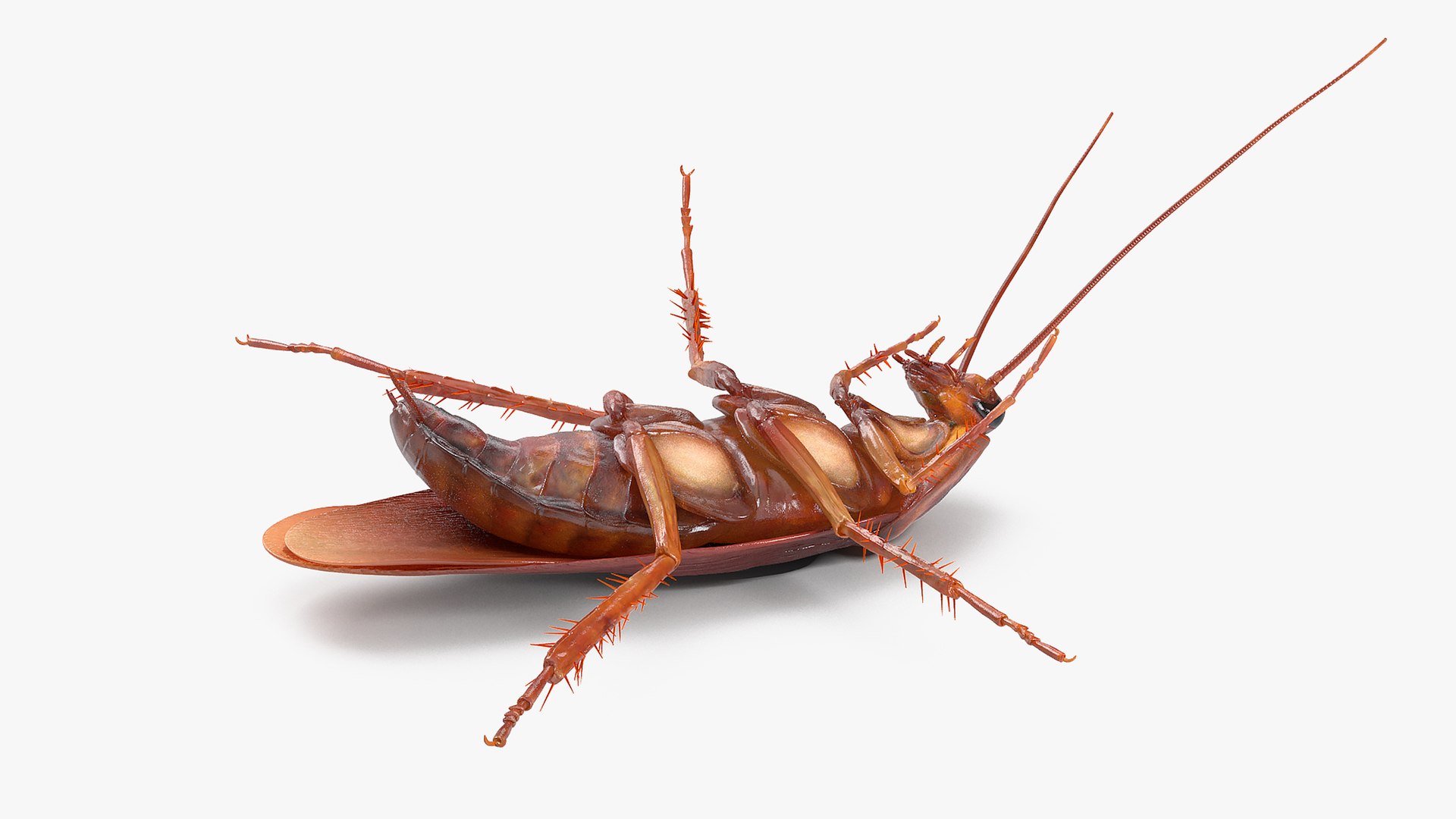 3D Animated Cockroach Upside Down Rigged For Maya - TurboSquid 2106243