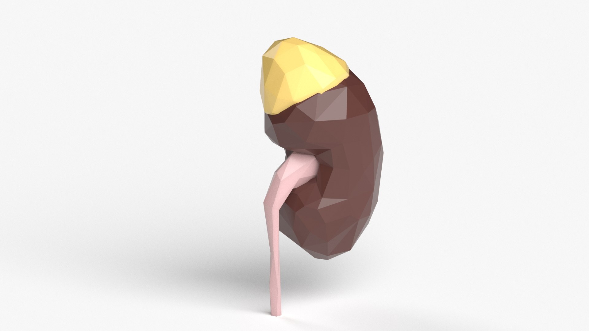 Stylized LowPoly Kidney 3D Model - TurboSquid 1804084