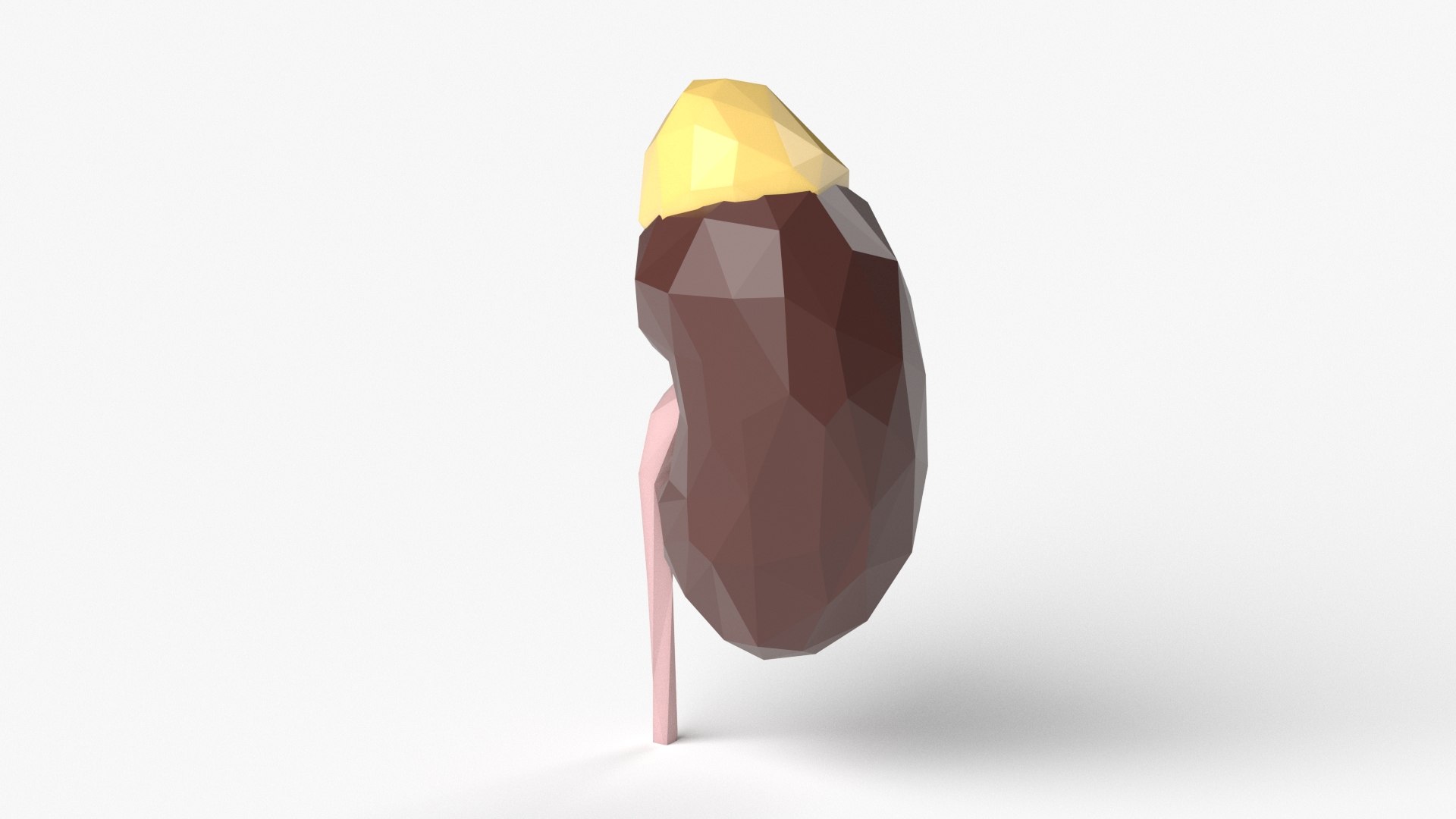 Stylized LowPoly Kidney 3D Model - TurboSquid 1804084