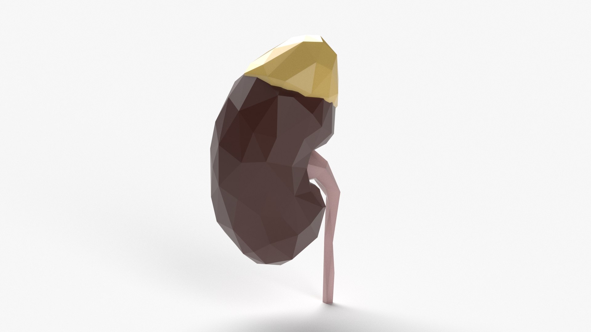 Stylized LowPoly Kidney 3D Model - TurboSquid 1804084