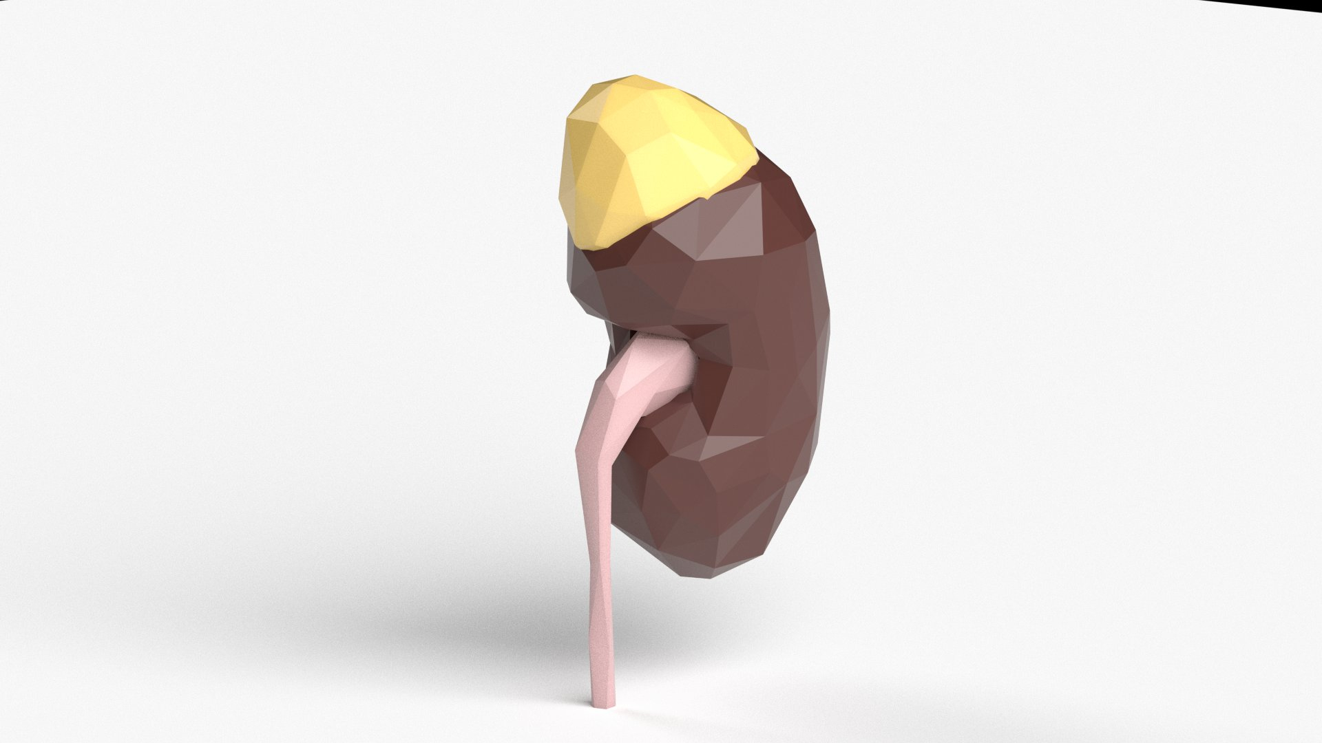 Stylized LowPoly Kidney 3D Model - TurboSquid 1804084