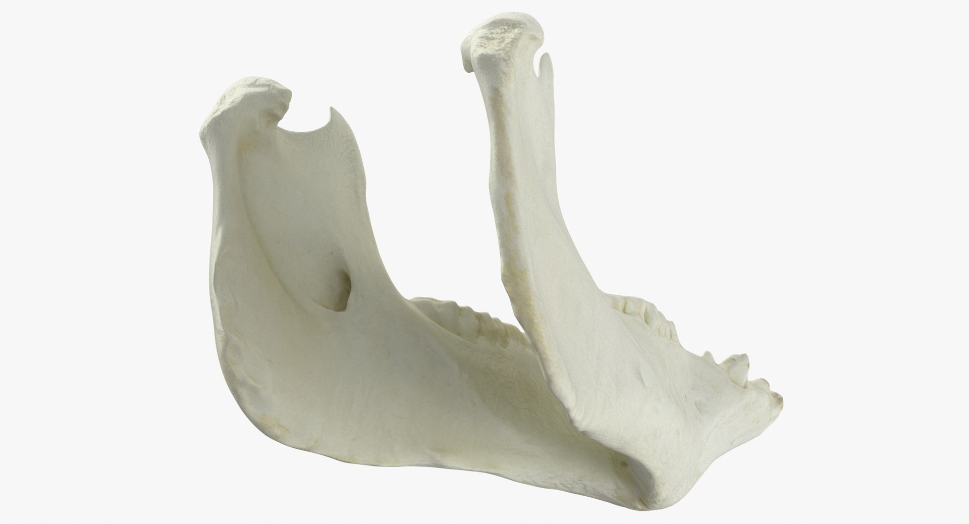 3D Model Domestic Pig Sus Domesticus Jaw 01 - TurboSquid 1830433