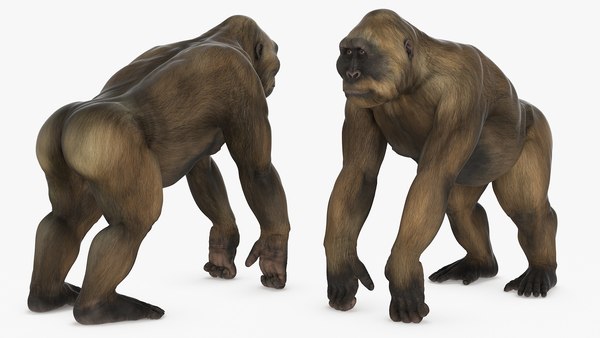 modelo 3d El gran simio Gigantopithecus se apoya en cuatro extremidades ...