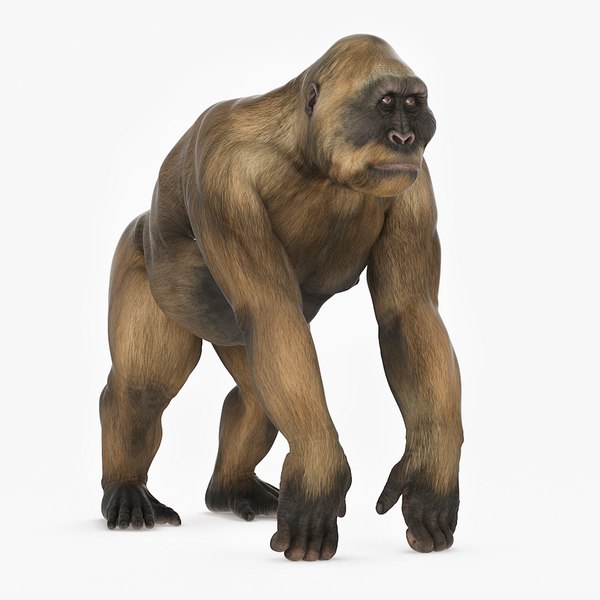 Des Modèles de Gigantopithecus 3D | TurboSquid